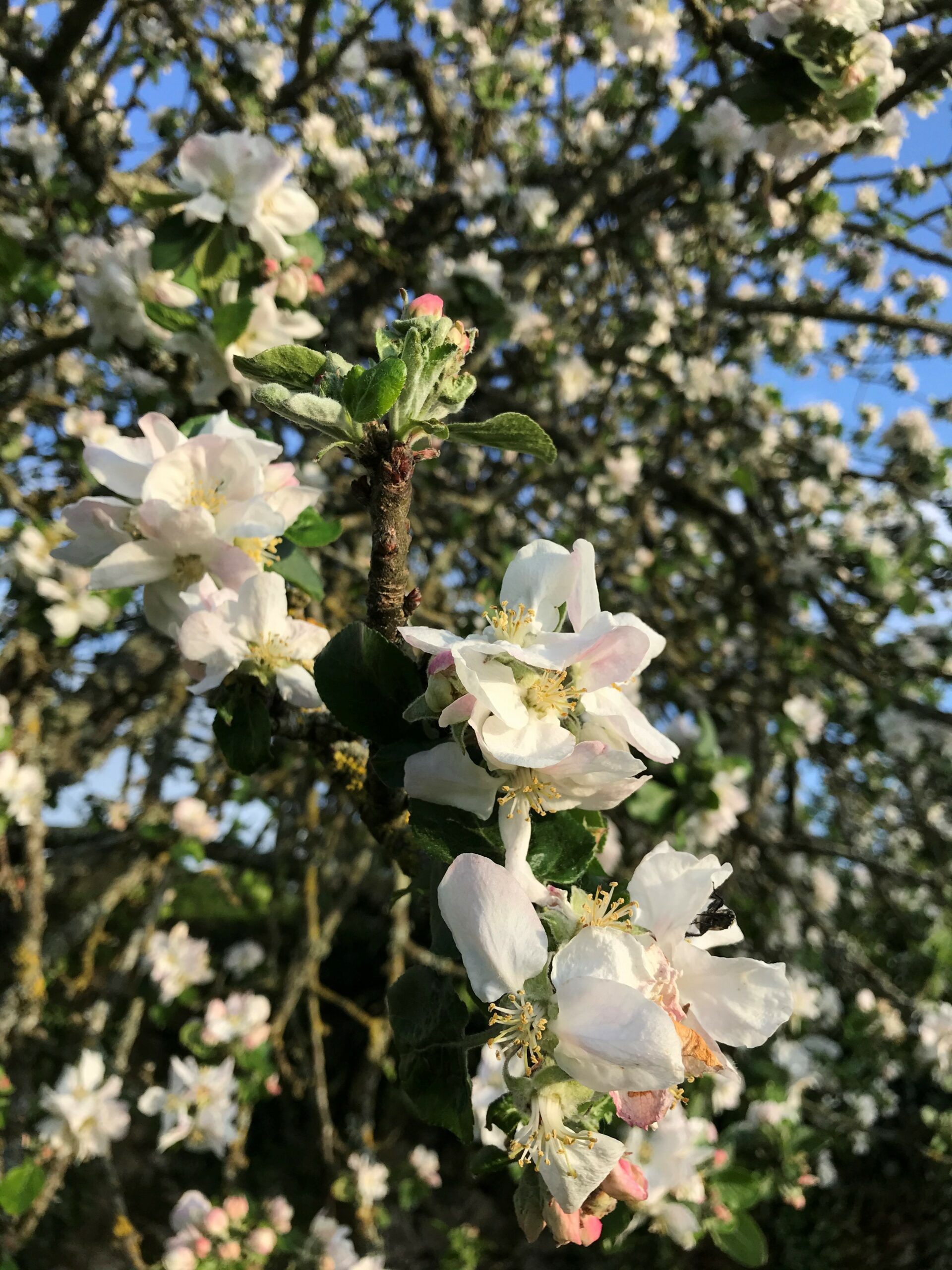 Lettre aux amis du Sycomore #4 - Maison Le Sycomore